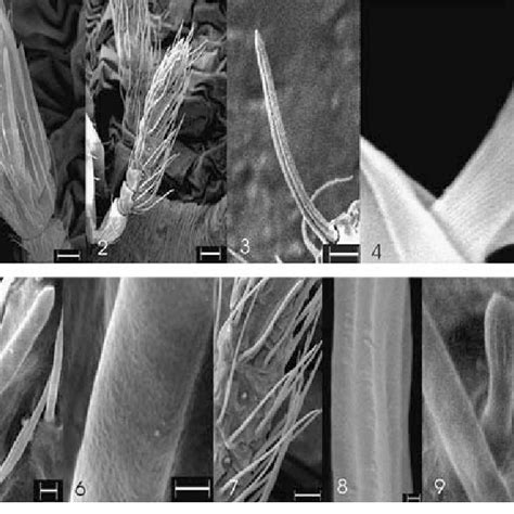 Sem Micrographs Of Antennae Of Male And Female T Chilonis Antenna Download Scientific