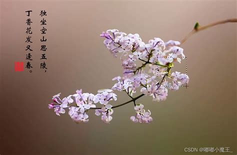 Speedtree的理性分叉 Csdn博客
