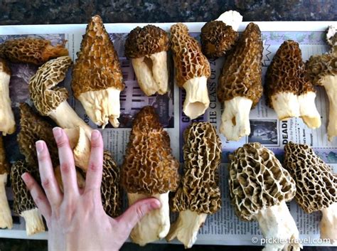 Guide To Hunting Morel Mushrooms Wild Edible Foraging Tips Trick