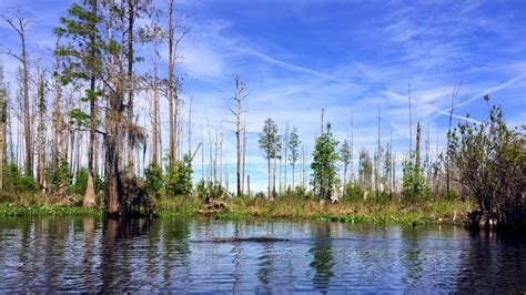 Kayaking The Okefenokee Swamp Tales Of A Vanlife Couple