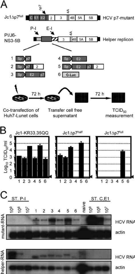 Helper Rna Dependent P7 Trans Complementation A Schematic Download High Quality