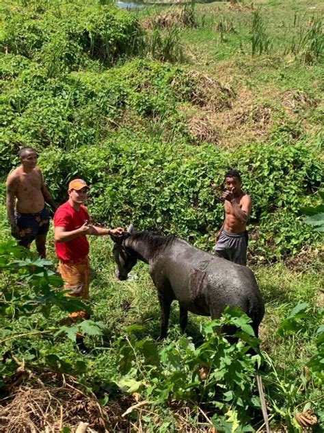 Cavalo preso em canal no bairro Passaré em Fortaleza é resgatado por