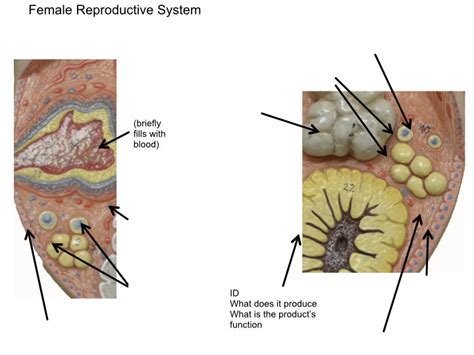 Bio 142 F Repro 14 Diagram Quizlet