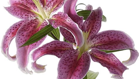 How To Remove Stargazer Lily Stains HomeSteady