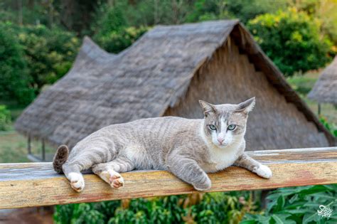 ททท สำนักงานอุทัยธาน ททท สำนักงานอุทัยธานี Tat Uthaithani