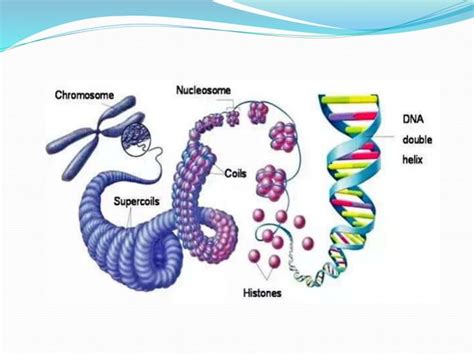 Supercoiling Of Dna Pptx