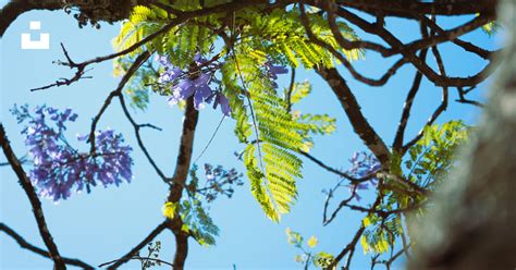 紫色の花と青い空を背景に木の枝の写真 Unsplashの無料花写真