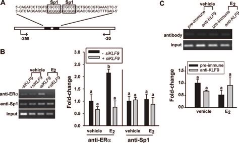 Klf9 Promotes Association Of Er With The Er Promoter Region A