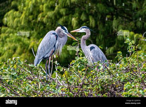 Great Blue Herons At Wakodahatchee Wetlands And Nature Preserve Stock