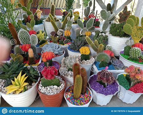 Mini Sukulen Stock Photo Image Of Flowerpot Flower