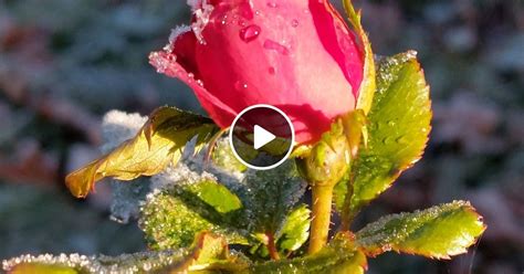Djs Independent Show 23 2024 In Memory Of Vicki Aldridge Lewis Rip