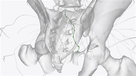 Premium Photo The Rectum Drains Into The Superior Rectal Lymphatics