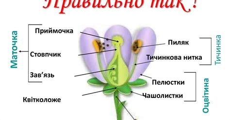 Уроки біології 6 клас Будова квітки
