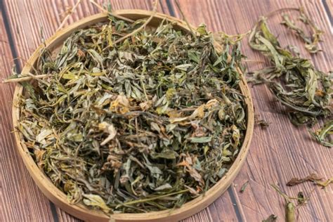 铜钱草的功效与作用禁忌和食用方法 彩牛养生