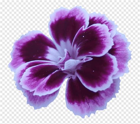 플라워 바이올렛 퍼플 핑크 라일락 벡터 자 초본 식물 Png Pngegg