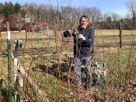Raspberry Pruning Time Fruition