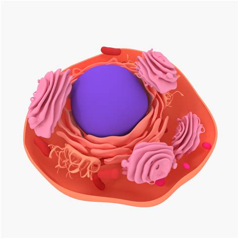 细胞核线粒体溶酶体高尔基体生物学的组成部分 3d模型 60 C4d Free3d