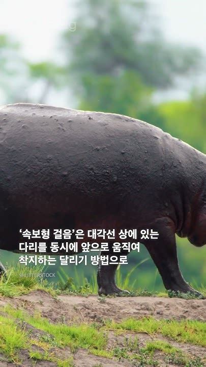 하마는 원래 공중부양을 할 수 있다 Youtube