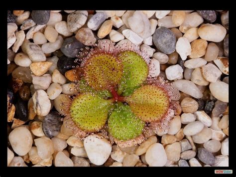 Gallery Drosera Macrophylla