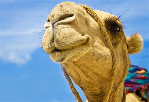 Comprehensive Metabolite Profiling Of Trimetazidine In Camels Using High Resolution Accurate