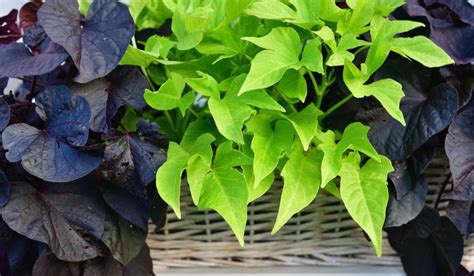 Ipomoea Batatas Zoete Aardappel Ipomoea Batatas