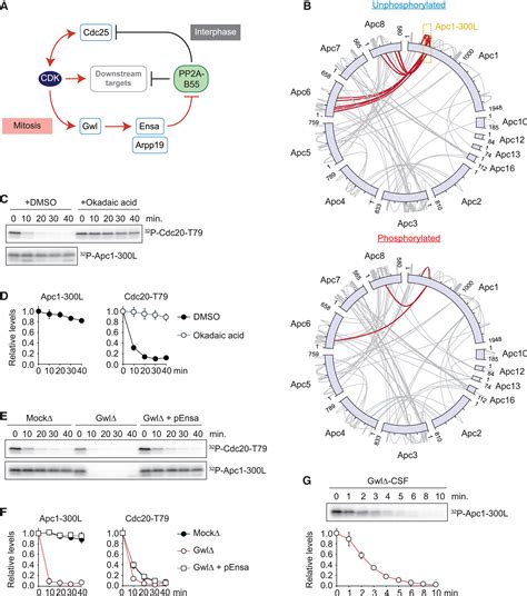 Cdk1 Pp2a B55 Interplay Ensures Cell Cycle Oscillation Via Apc1 Loop300