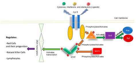 Antibiotic To Treat Klebsiella Pneumoniae At Jackson Guilfoyle Blog