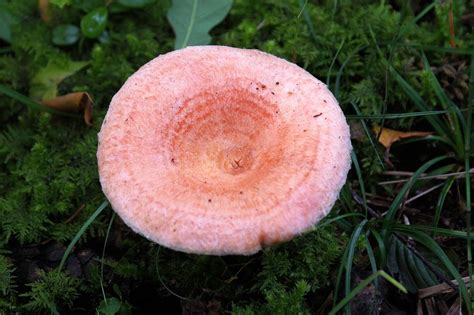 Mleczaj rydz Lactarius deliciosus wygląd budowa i występowanie Przyroda polska Rośliny