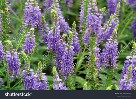 Veronica Spicata Images Stock Photos Vectors Shutterstock