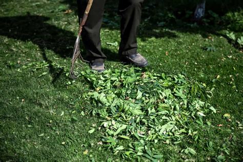What To Do With Grass Clippings A Comprehensive Guide Ecoflow Us Blog
