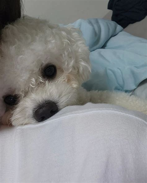 음 스팔 다했다 답글은 하나씩 달긴 할거야 요즘 내 인생은 강아지 주짓수 발레 논문석사 논문이 최근에 끝났어