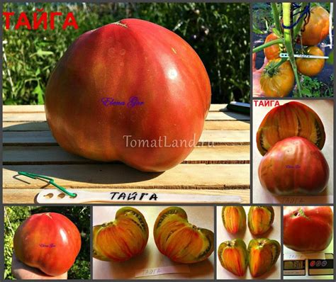 Томат Тайга: описание сорта, ОТЗЫВЫ (9), фото | tomatland.ru