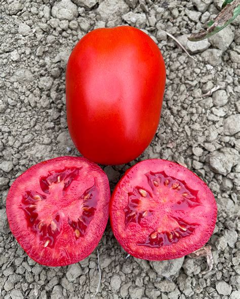 Sementi d'eccellenza: DIABOLIK F1 (BL 052) - Blumen Vegetable Seeds