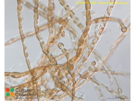 Ectocarpus Siliculosus