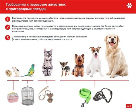 Правила по перевозке собаки в поездах дальнего следования и электричках
