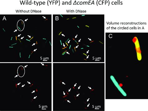 Binding And Uptake In The Dcomea Mutant Wild Type Yfp And Dcomea