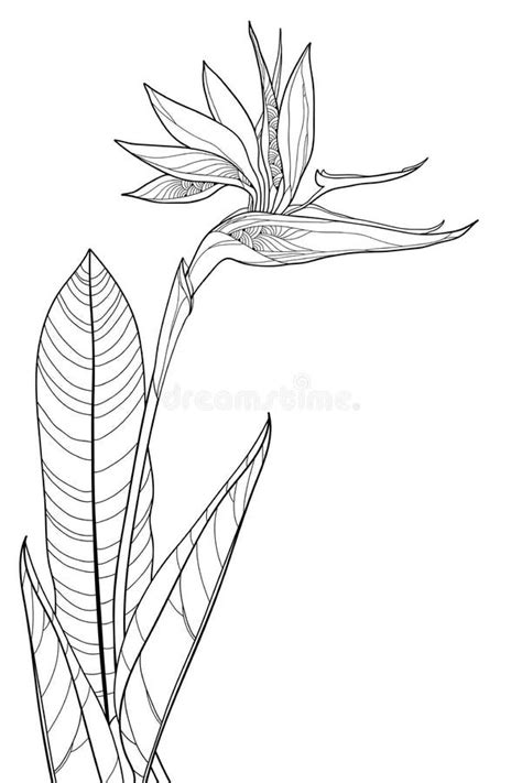 Bouquet Vetorial De Strelitzia Reginae Tropical Ou Ave De Um Bando De