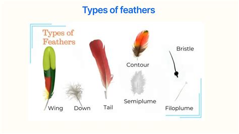 Avian Feathers Note On Structure Of Quill Feathers Types Of Feathers Pdf