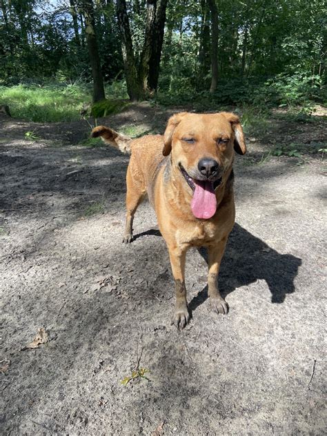 A Very A N G E R Y Ouch Mouse Rrarepuppers