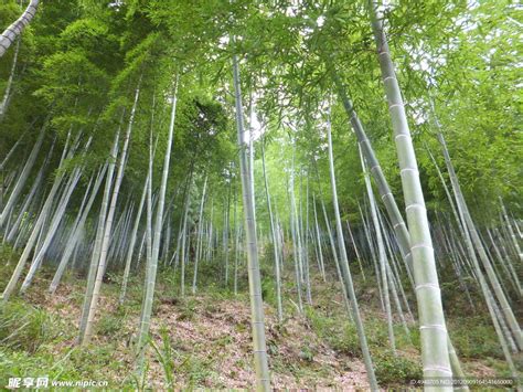 竹林摄影图 树木树叶 生物世界 摄影图库 昵图网