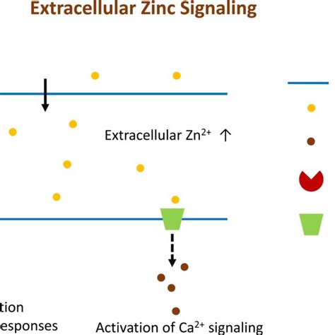 A Representation Of Extracellular Zn 2 Signaling Pathways Zn 2