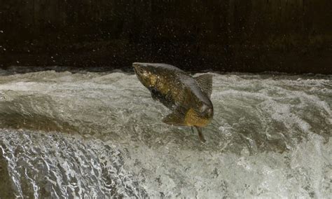 Chinook Salmon Fish Facts Oncorhynchus Tshawytscha A Z Animals