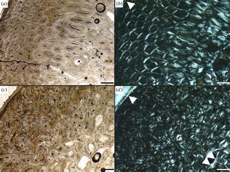 Bone Microstructure Of Modern Gentoo Penguin Uncw B980 Long Bones