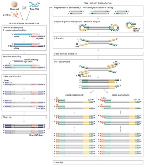 Erstklassige Rna Sequenzierlibraries Aus Einzelzellen Nebnext Single