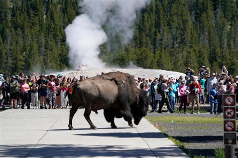 Two Hikers Injured In Bear Bison Attacks Near Yellowstone