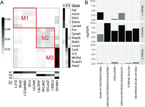 Major Modules Of Tf Regulation In Endothelial Cells A Heatmap