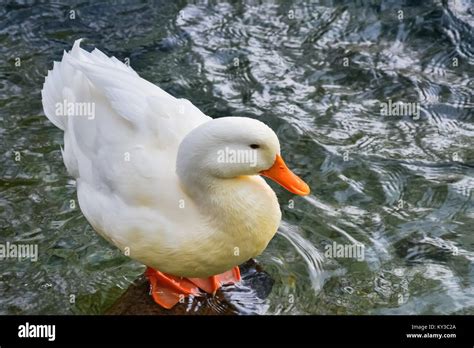 Closeup Of A Cute White Duck Standing On A Stone In The Water Stock