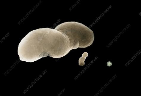 Nanobacteria Stock Image B245 0006 Science Photo Library