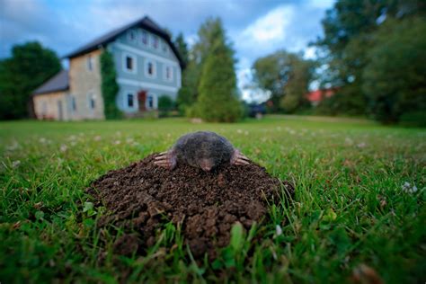 Mole Control And Catcher The Bristol Pest Controller