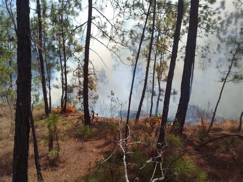 Incendios Forestales Amenazan Ecosistema A Nivel Nacional